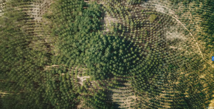 Ágnes Dénes — AWARE