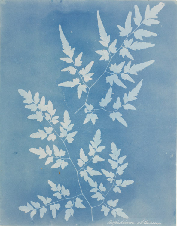 Anna Atkins — AWARE